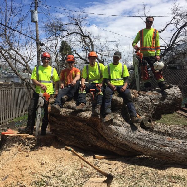Gallery - Rock’s Tree Service